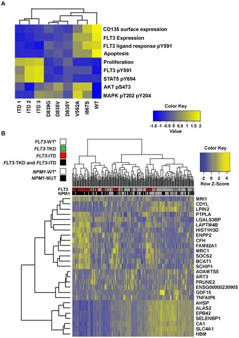 A Graphic Illustration Of Flt3 Mutants With Respect To Biological Download Scientific Diagram