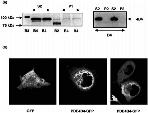 Subcellular Distribution Of Pde4b4 In Transfected Cos7 Cells Download