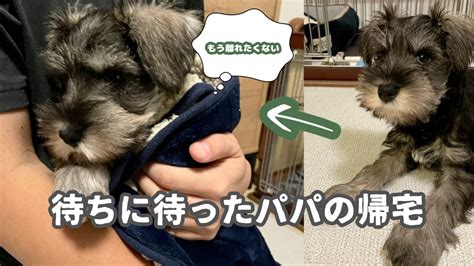 甘えん坊どんなに遊び疲れていてもパパが帰ってきたら全力でお出迎えするのだ YouTube