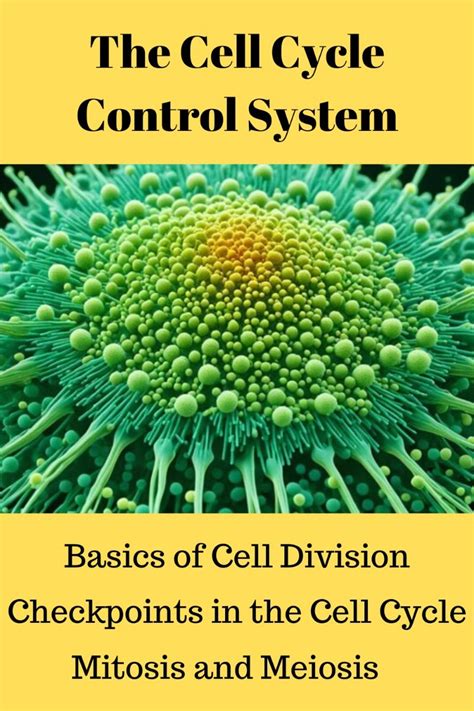Cell Cycles Reproduction Artofit