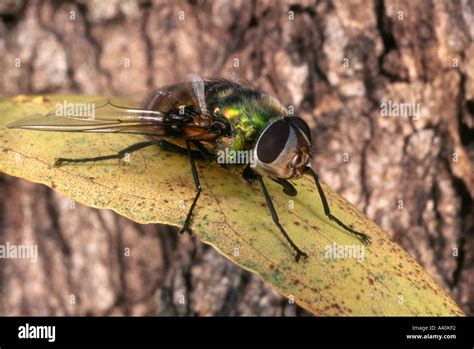 An Australian Sheep Or Green Blowfly Lucilia Cuprina Outback Nsw