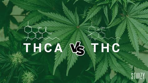 Thc Vs Thca Understanding The Differences Stiiizy