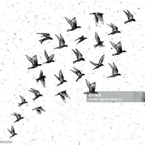 블랙 손으로 그린 선 새 무리의 집합입니다 드로잉 밑그림입니다 점각 같은 추상 낟 알 질감 먼지 얼룩 입자 질감에 영감 몸 플래시 문신 잉크입니다 벡터입니다 새 떼에 대한