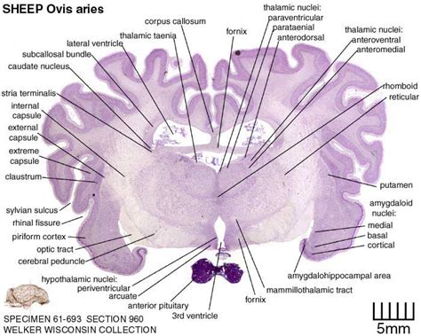 Atlas Of The Sheep Brain Section Image