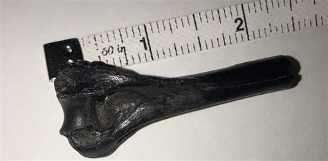 Id Fossil Bone Humerus Fossil Id The Fossil Forum