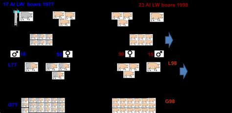 2 Experimental Design For Sexual Developmental And Sow Reproduction Download Scientific
