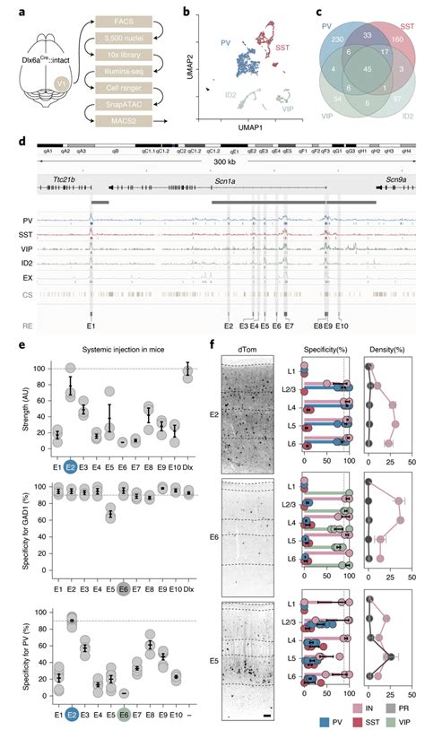 Identification Of Scn1a Enhancers A Schematic Representation Of The