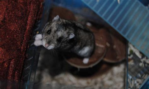 Bva Welcomes Bill To Ban Public Use Of Inhumane Rodent Glue Traps