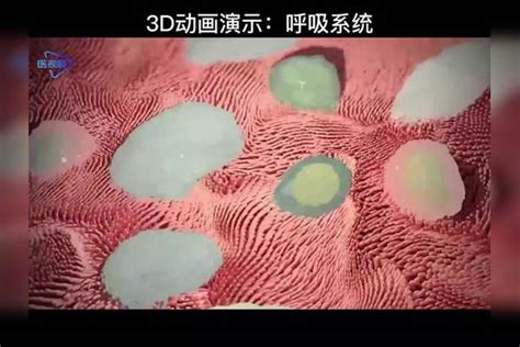 3D动画演示呼吸系统