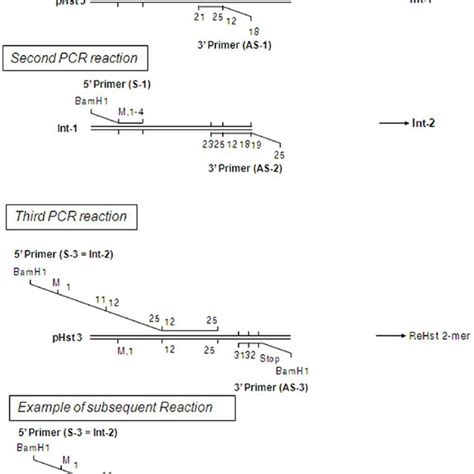 Pcr Reactions Using Splice Overlap Extension To Generate Recombinant Download Scientific