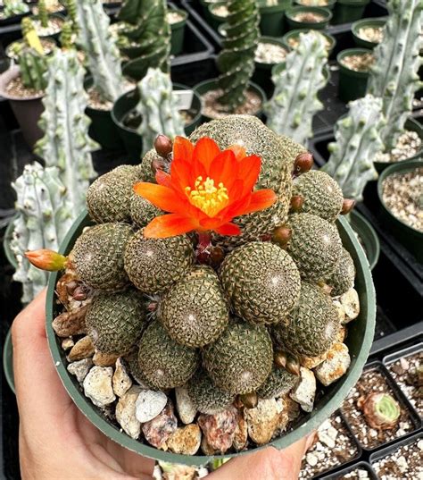 Rare Cactus Rebutia Heliosa Cluster 1am Succulents