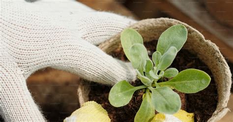 녹색 잎이있는 작은 묘목은 이탄 또는 비옥 한 토양이있는 섬유 화분에 이식됩니다 사진 Unsplash의 산업 이미지