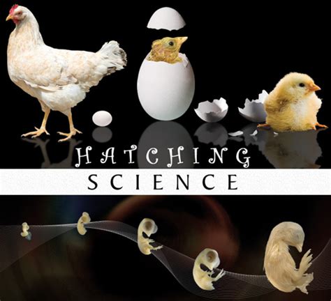 Naitc Hatching Science Utah Agriculture In The Classroom Naitc Hatching Science Utah Agriculture In The Classroom