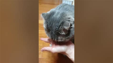 고양이와 치즈🧀🐈 Youtube