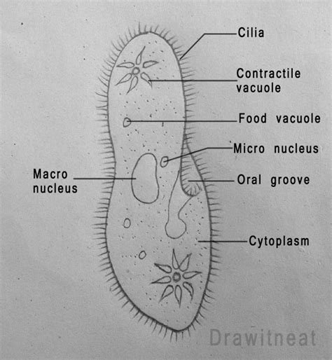 Diagrams Of Paramecium Draw A Neat Labelled Diagram Of Paramoecium