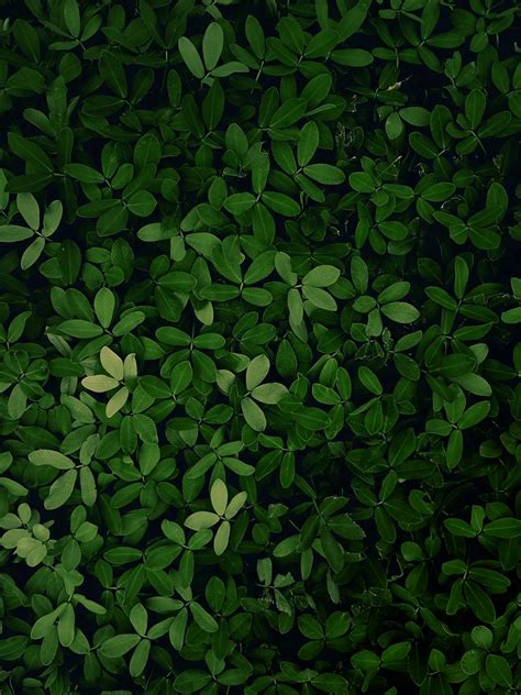 Бесплатные стоковые фото на тему безмятежность ботанический ботанический фон вид сверху