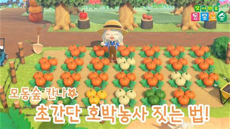 모동숲 호박은 사드세요 제발 Youtube