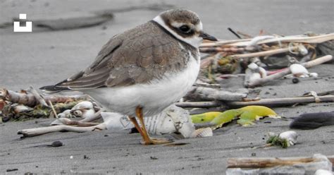 모래 해변 위에 서있는 작은 새 사진 Unsplash의 무료 길란 이미지
