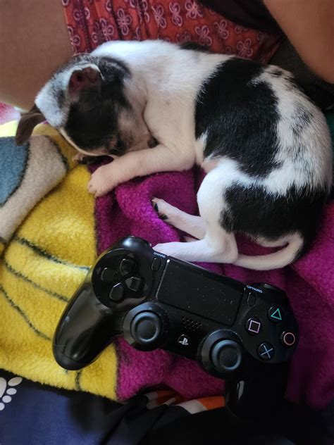 Size Comparison To A Playstation 4 Controller Rpuppies