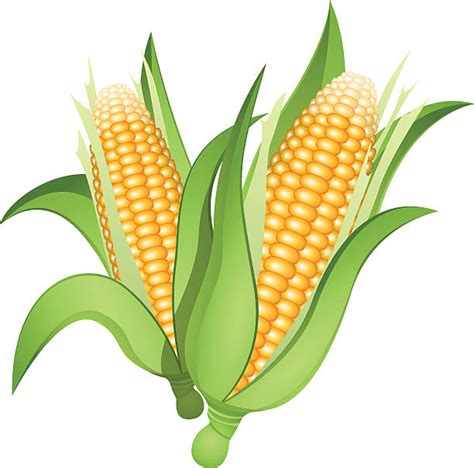 Clip Art Of Corn On The Cob 20 Free Cliparts Download Images On