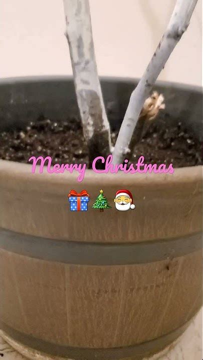 ගෙදර හදපු අපේ නත්තල් ගහ How To Make Easy Christmas Tree Canada Sinhala Vlogs Sehavlogs