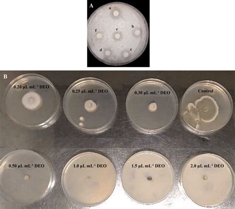A Disk Diffusion Assay Showing Antifungal Activity Of Denak Essential