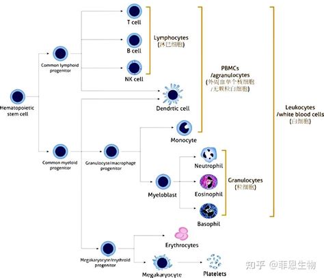 流式实验免疫细胞及常用标记物 知乎