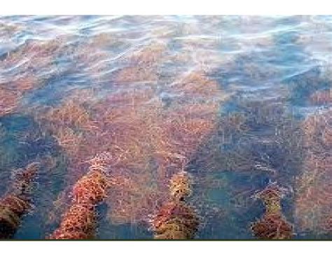 Algae 02 Plant Kingdompdf