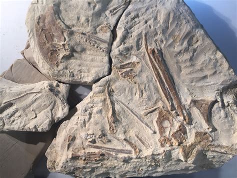 Recent Publication On 2014 Ichthyornis Fossil News The Fossil Forum