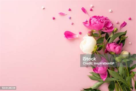 부드러운 모란 개념입니다 밝은 분홍색과 흰색 모란 꽃과 작은 색종이 하트가 있는 새싹이 있는 빈 공간의 평면도 사진입니다 0명에