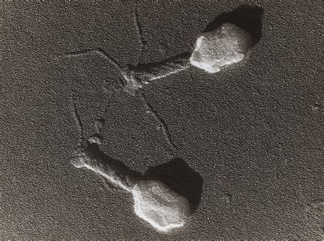 Bacteriophage Microscope