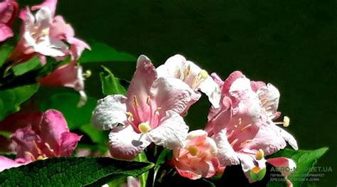 Подборка самых красивых кустов-многолетников для вашей дачи – Agro-Market