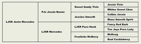 LJSR Justa Mercedes Lazy JS Ranch