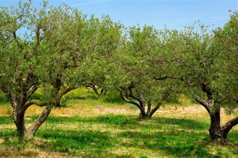 Olive Trees Olea Europaea Grove In Crete Photo Background And Picture