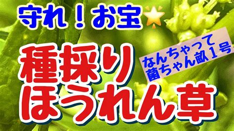 種採りほうれん草のお世話風は大切病気防止の早めのサヤエンドウ片付け YouTube