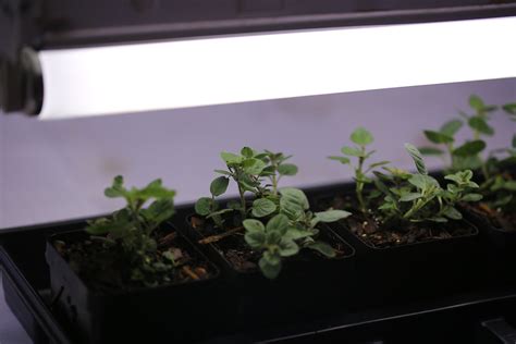 Ask A Master Gardener Starting Garden Transplants From Seed Indoors