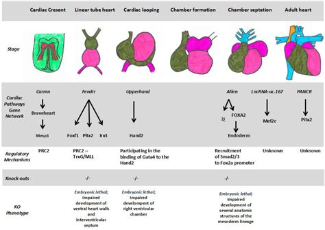 The Role Of Long Non Coding RNAs In Cardiac Development And Disease