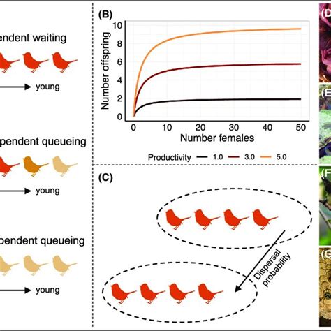 Overview Of Model Scenarios And Examples Of Cooperatively Breeding Download Scientific Diagram