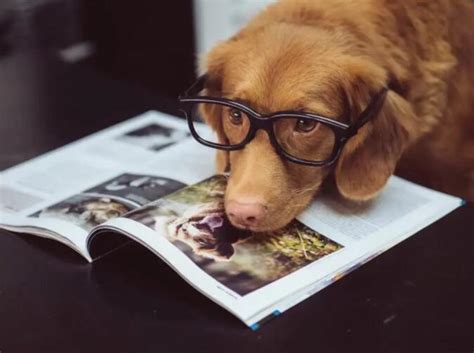 犬行为知识在实际经营中的运用习性维宠宠物导航网
