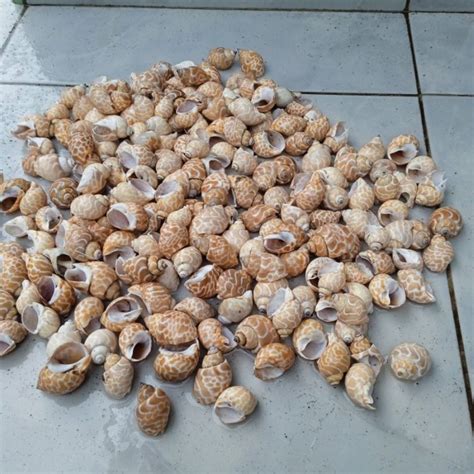 Jual Cangkang Kelomang Kulit Kerang Keong Macan Laut 100grm Random