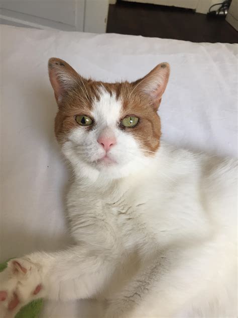 A Cat Born With A Triangular Pupil R Mildlyinteresting