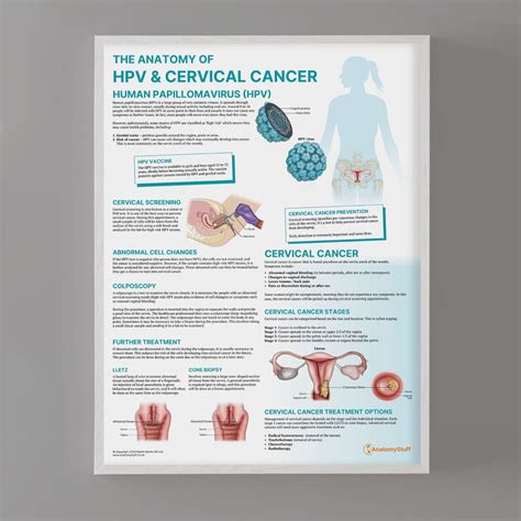The Anatomy Of Hpv And Cervical Cancer Female Reproductive System
