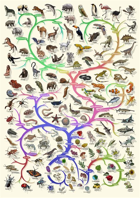 Evolutionary Biology Tree Of Life Poster Nature Lover T Idea Etsy