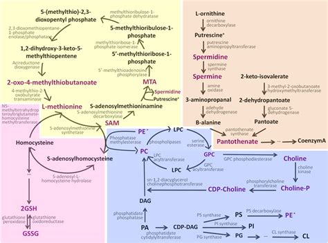 Outline Of The Methionine Salvage Pathway Yellow Download