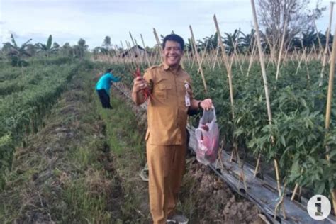 Pemkab Paser Siapkan Lahan Hortikultura Untuk Kebutuhan IKN ANTARA News