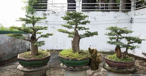 How Do I Identify Bonsai Trees Bonsai Tree Help