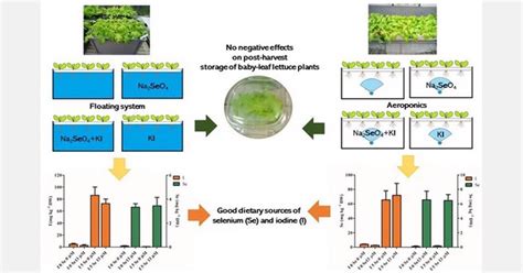 Effects Of Selenium And Iodine Biofortification Of Hydroponic Lettuce