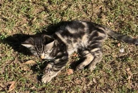 抓住猫尾巴提起来后果 宠物网