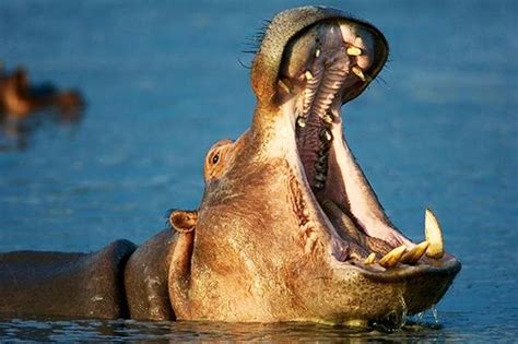 Sempat Ditelan Kuda Nil Muntahkan Kembali Bayi 2 Tahun Hidup Hidup