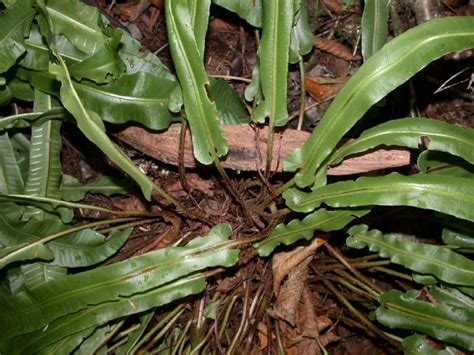 Asplenium Scolopendrium Aspleniaceae Image 2211 At PlantSystematics Org